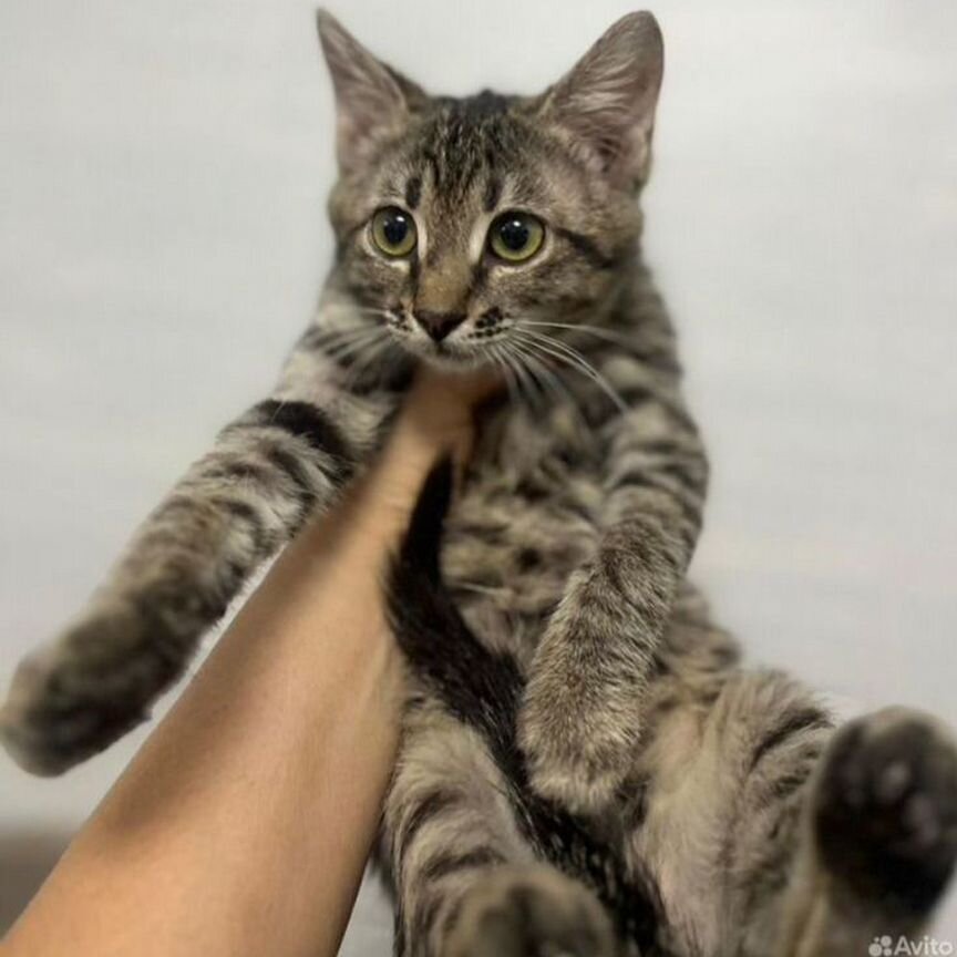 Котенок кошечка красавица малышка