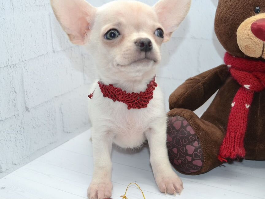 Щенки чихуахуа