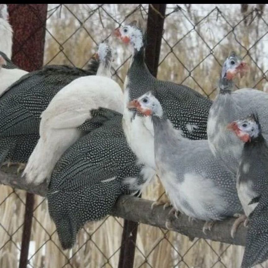 Цесарки