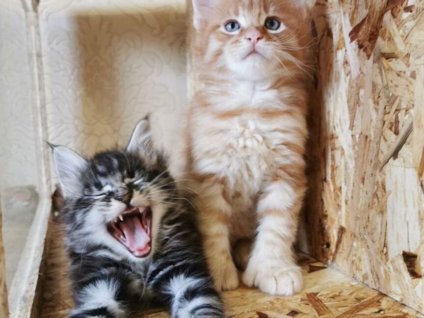Шикарные котята мейн-кун