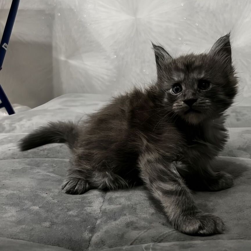 Мейн-кун котёнок