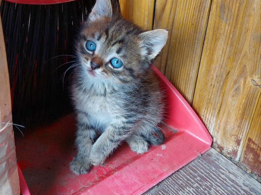 Котята 6 недель