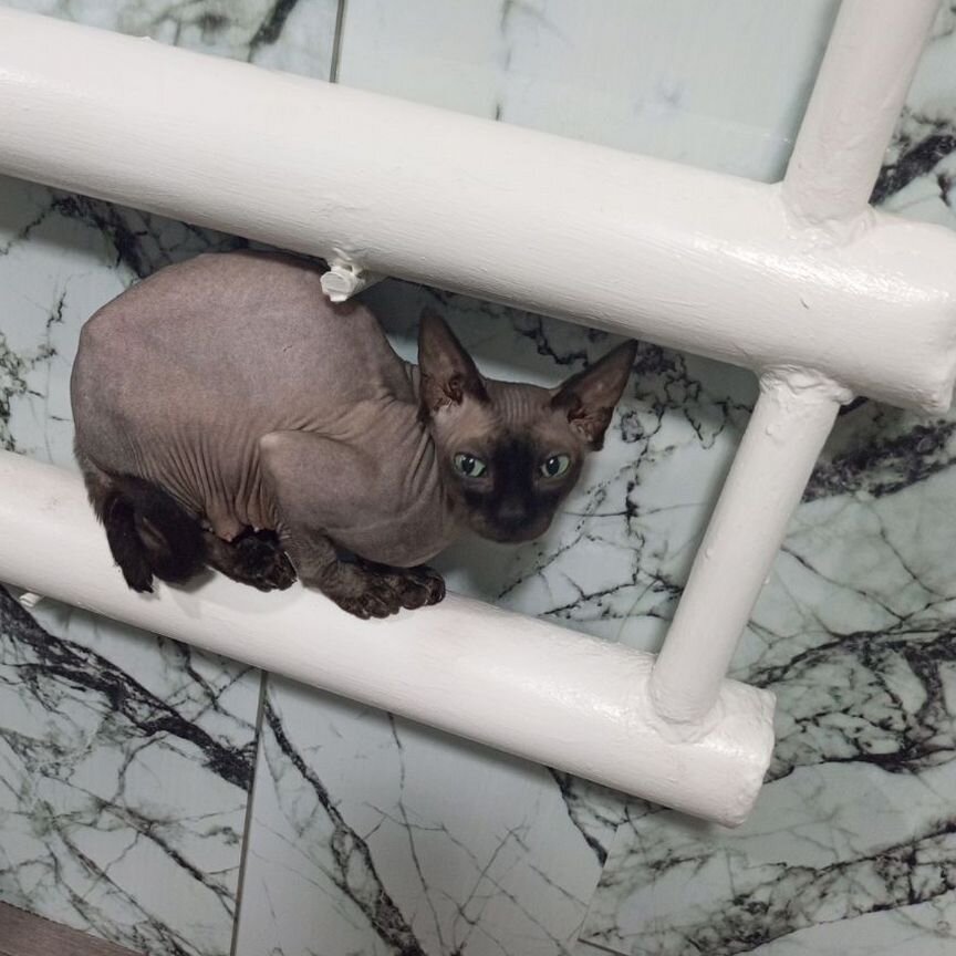 Канадский сфинкс, взрослая кошка