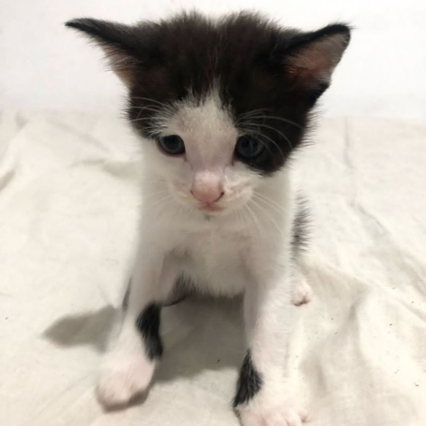 Смесь британской/обычной породы