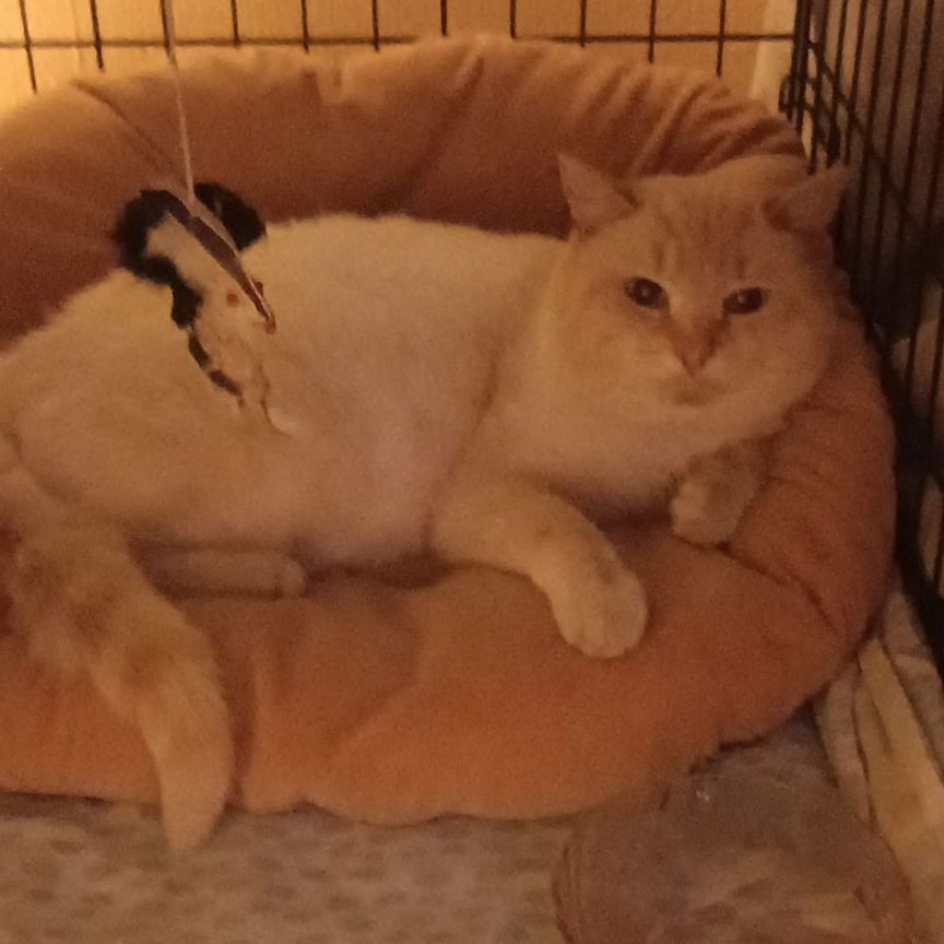 Котик ищет дом