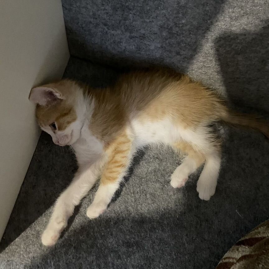 Британские котята