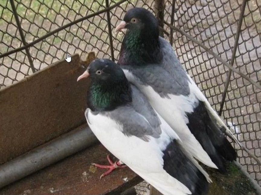 Дубовские голуби