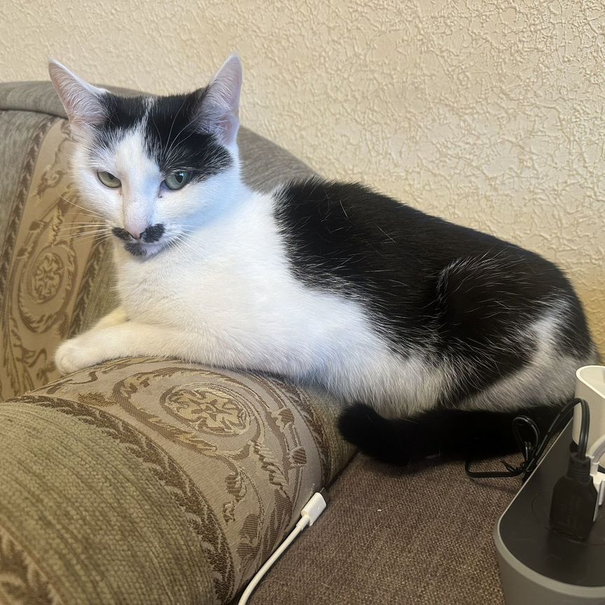 Кошка ищет дом