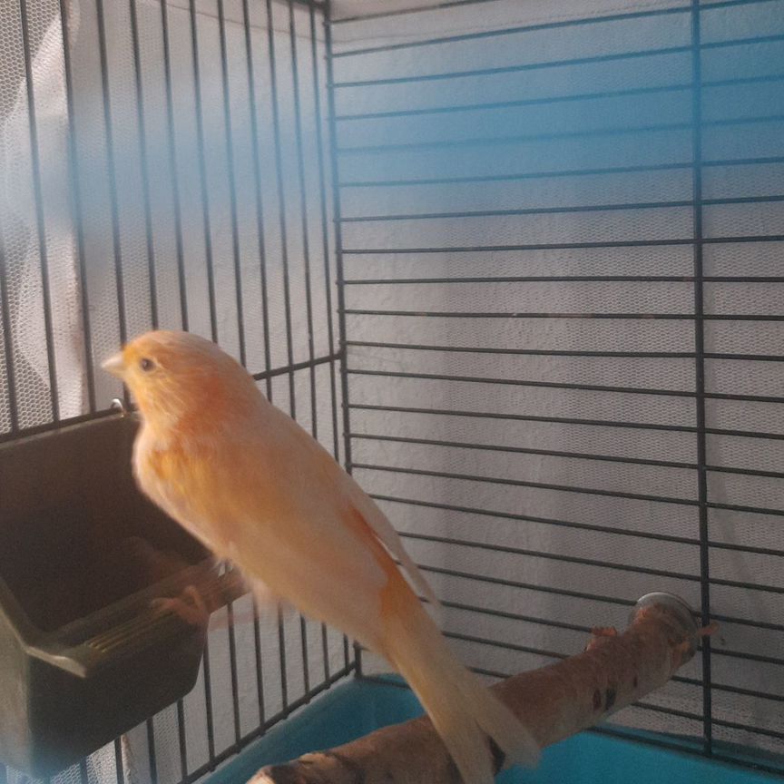 Конорейка мальчик.цвет апельсин с белым