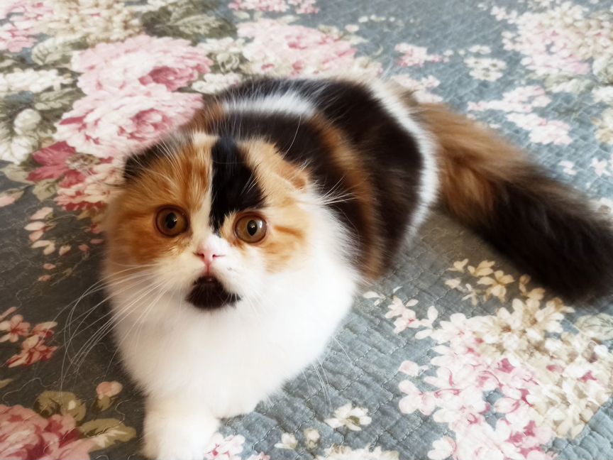 Шотландские котята из профессионального питомника