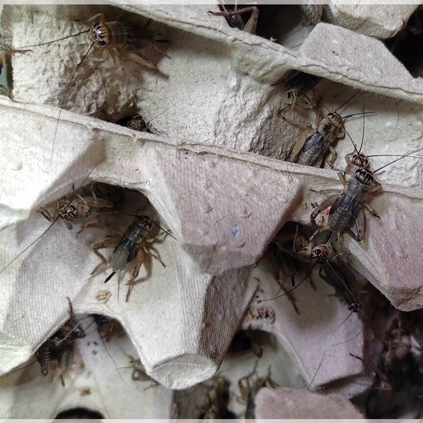 Живые сверчки Кормовые насекомые