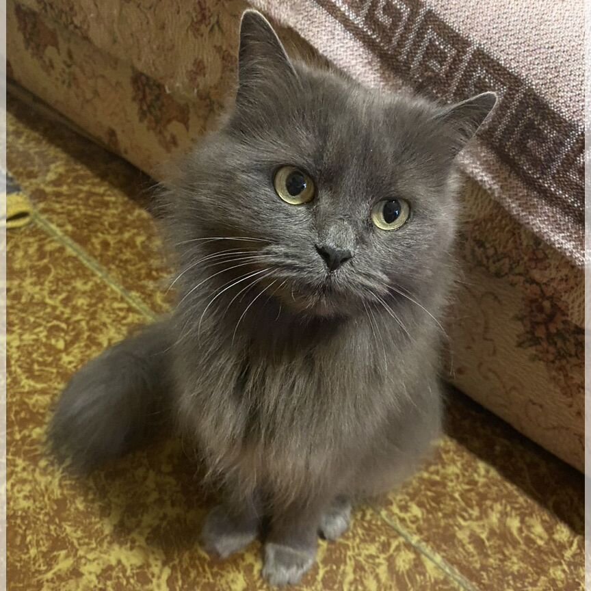 Кошки