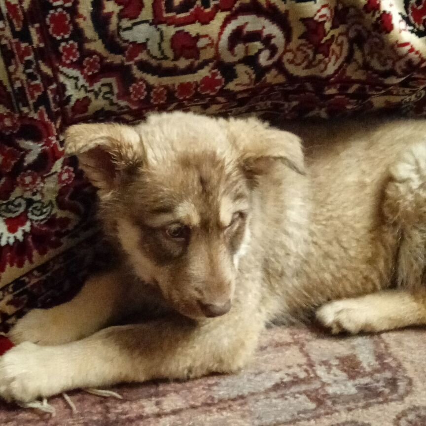 Щенок в добрые руки бесплатно
