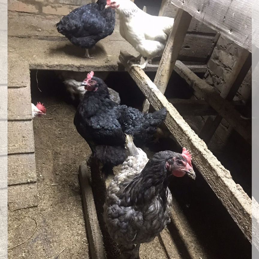 Куры доминанты