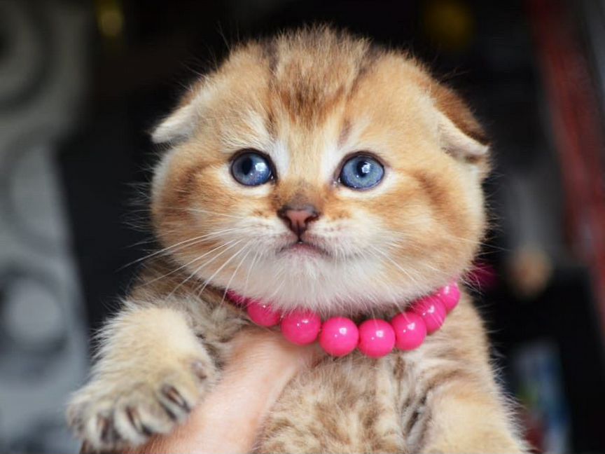 Шотландская куколка