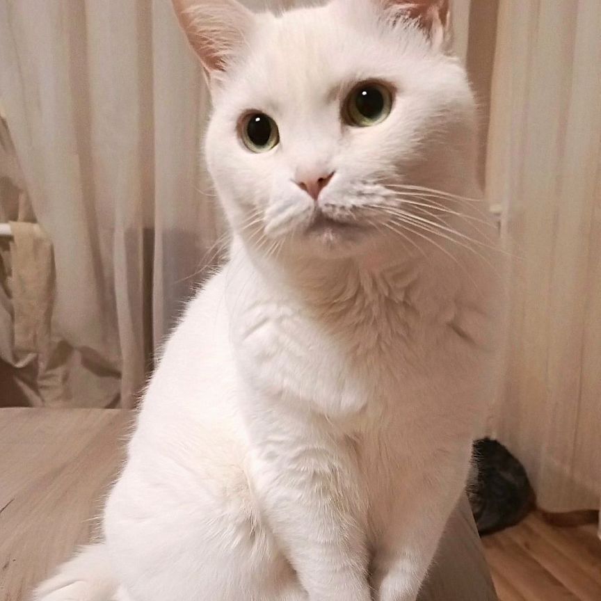Кошки ищут дом (хозяйка болеет)