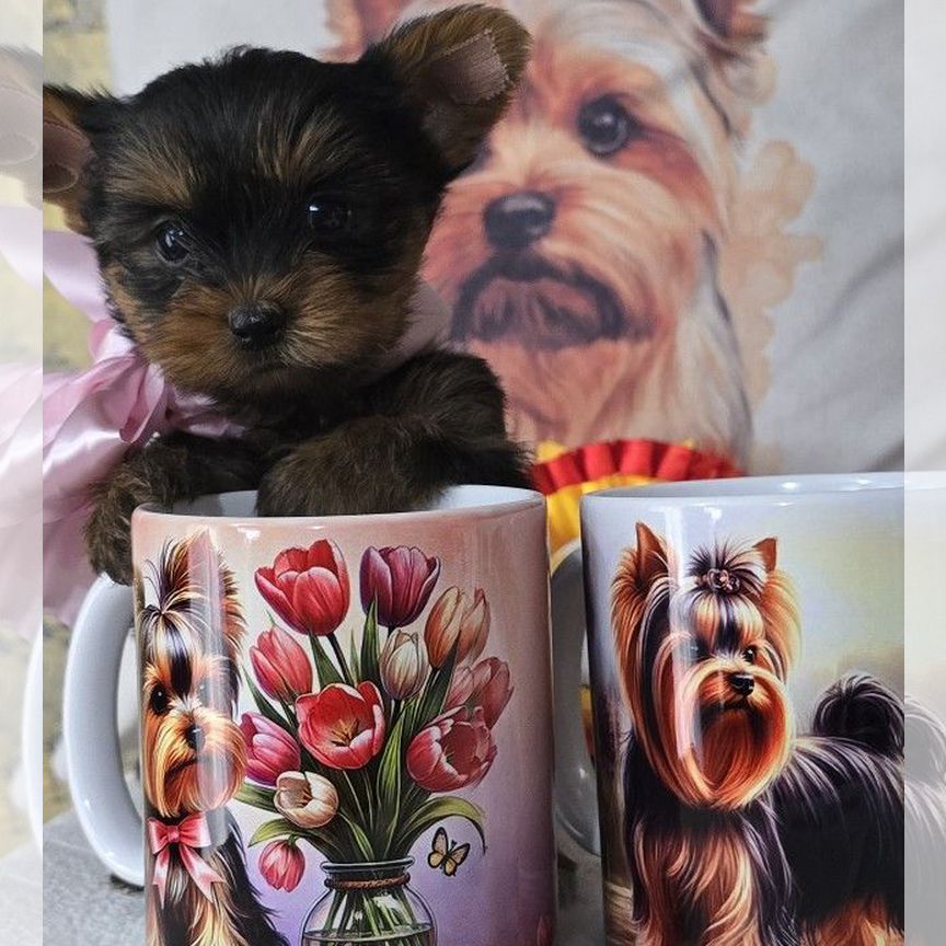 Йоркширский терьер, щенок