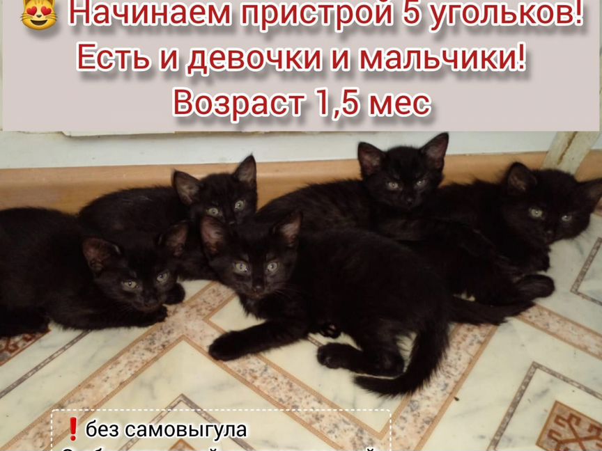 Котята