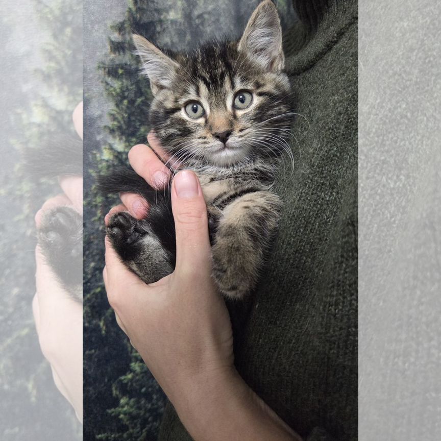 Котёнок в добрые руки