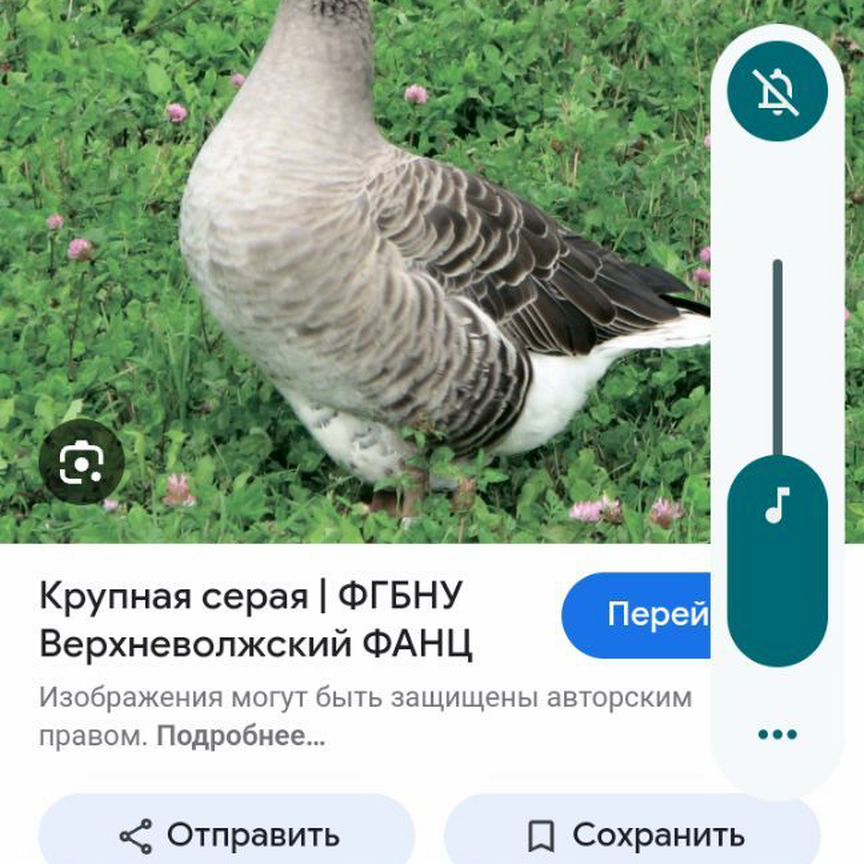 Гуси серые