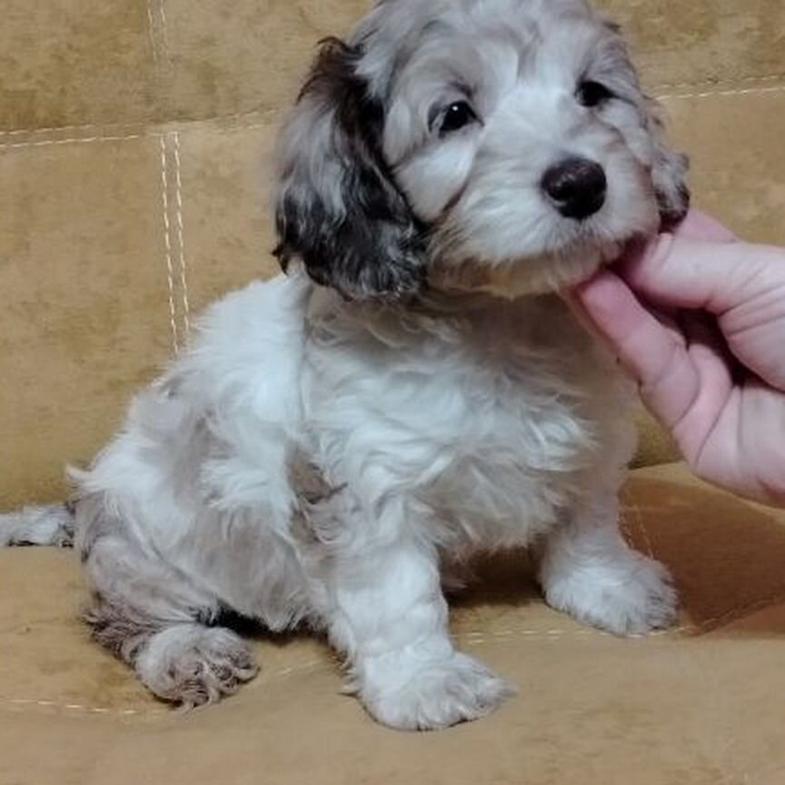 Мальтипу, щенок