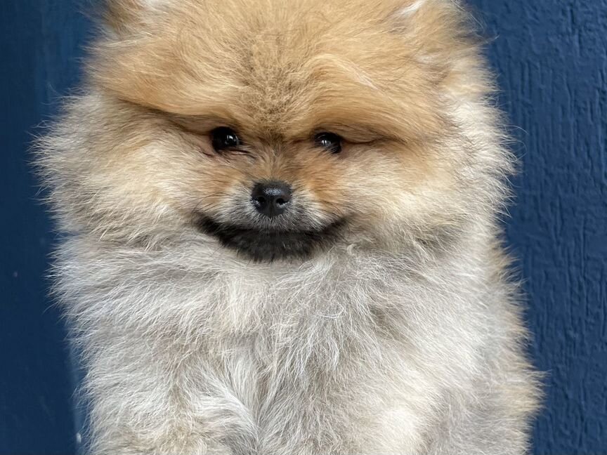 Щенки померанского шпица