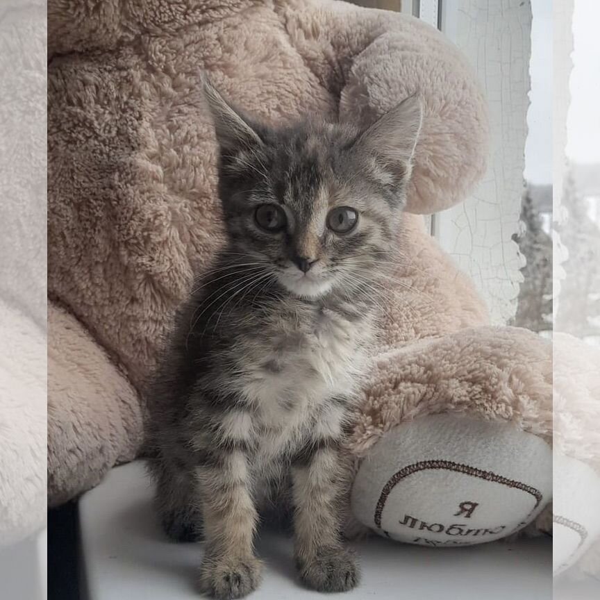 Котёнок в добрые руки