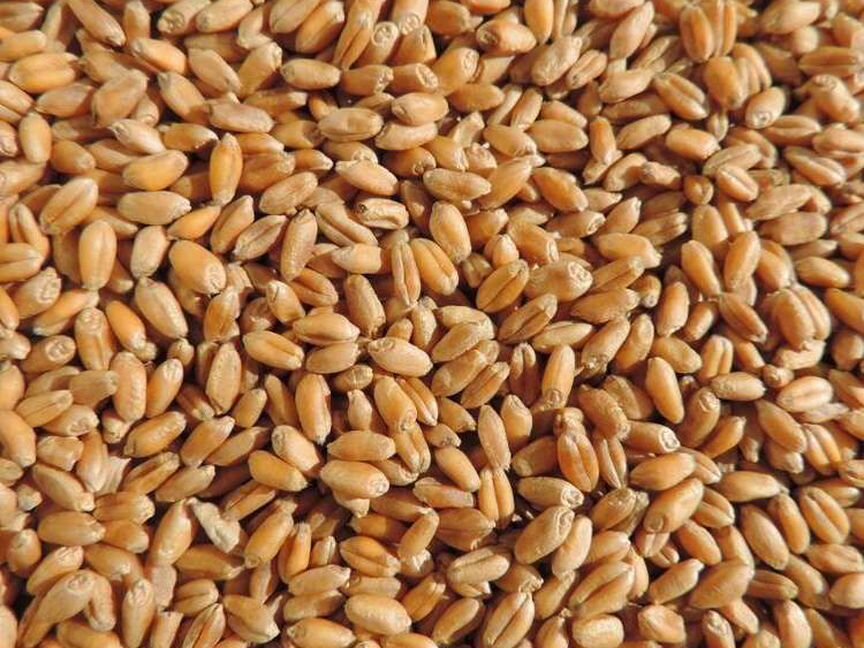 Пшеница в мешках
