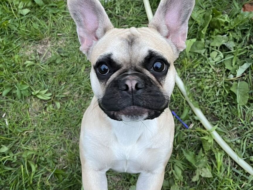 Французский бульдог