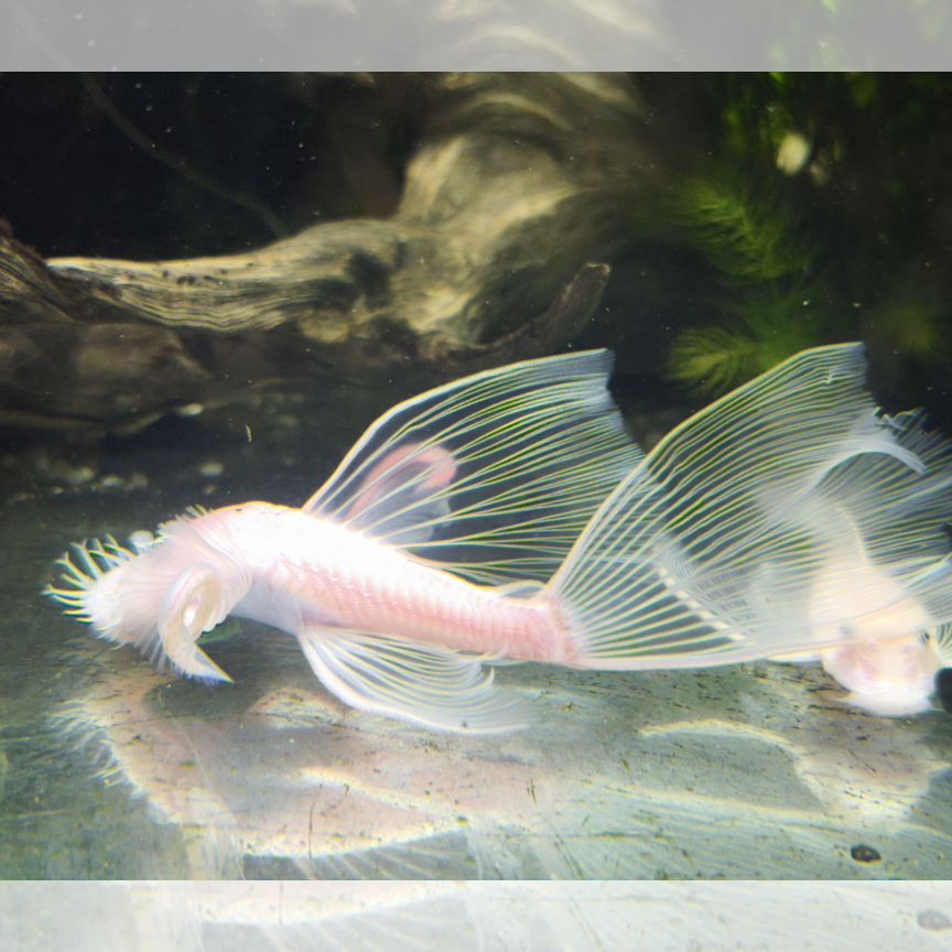 Сомик анциструс белый вуалевый