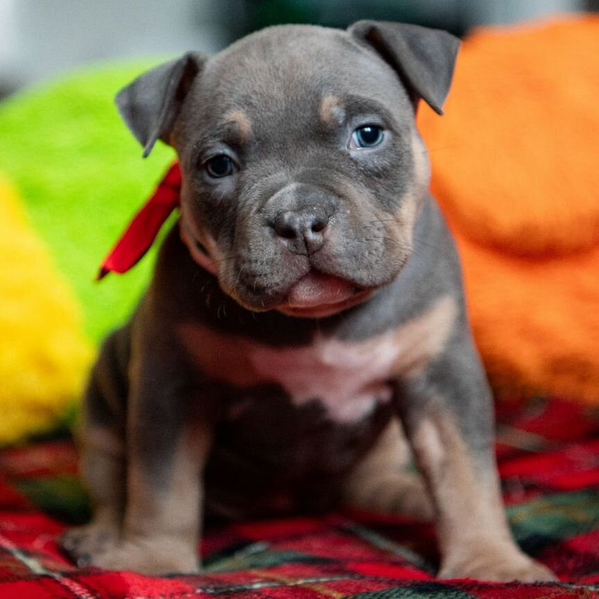 Американский булли, щенок