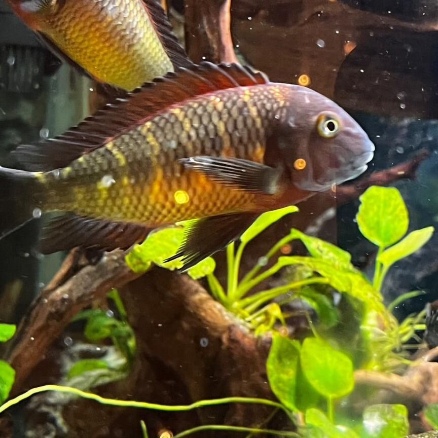 Рыба трофеус иланги еллоу