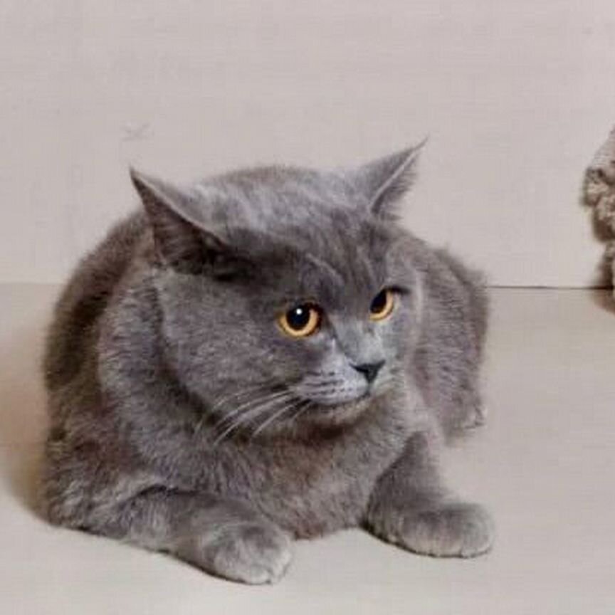 Замечательный большой красивый и скромный кот