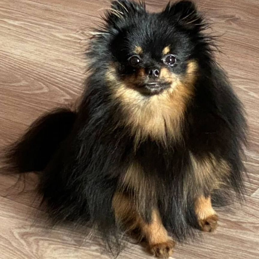 Померанский шпиц, взрослая собака