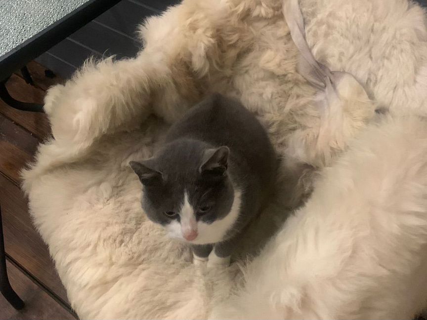 Котик остается зимовать в пустых дачах