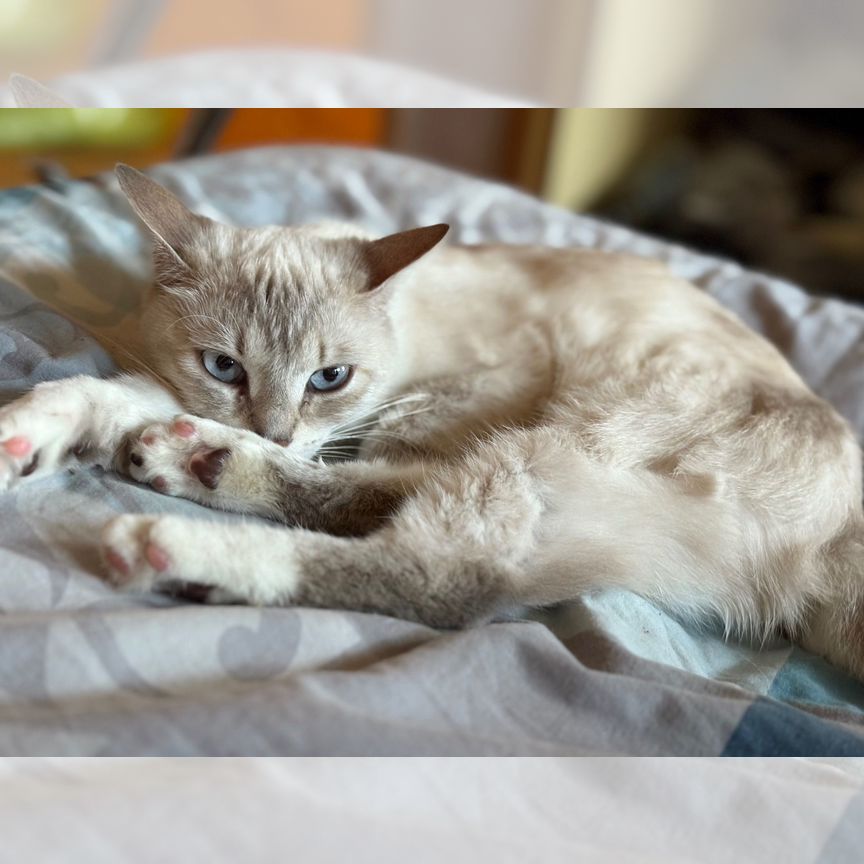 Сиамская, взрослая кошка