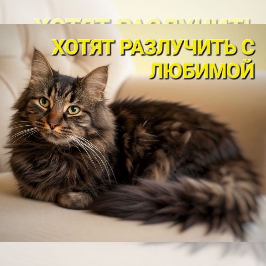 Сибирский, взрослый кот