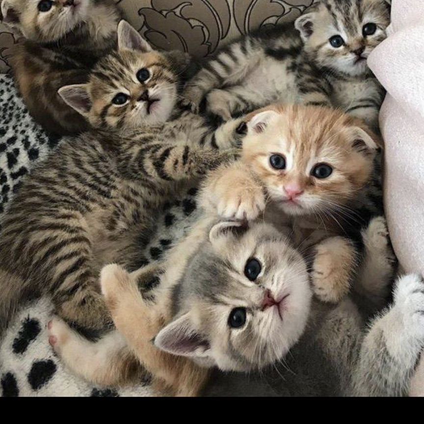 Британские котята