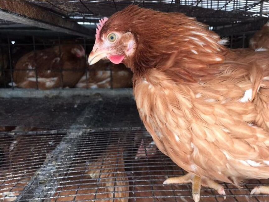 Куры Несушки