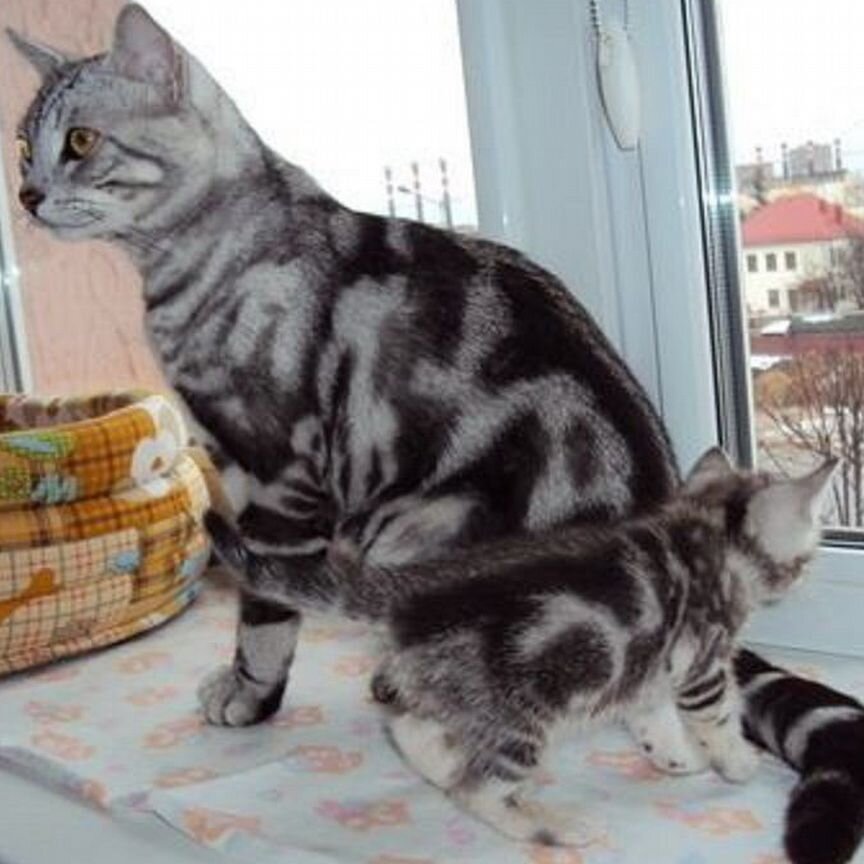 Котята шотландские мраморные