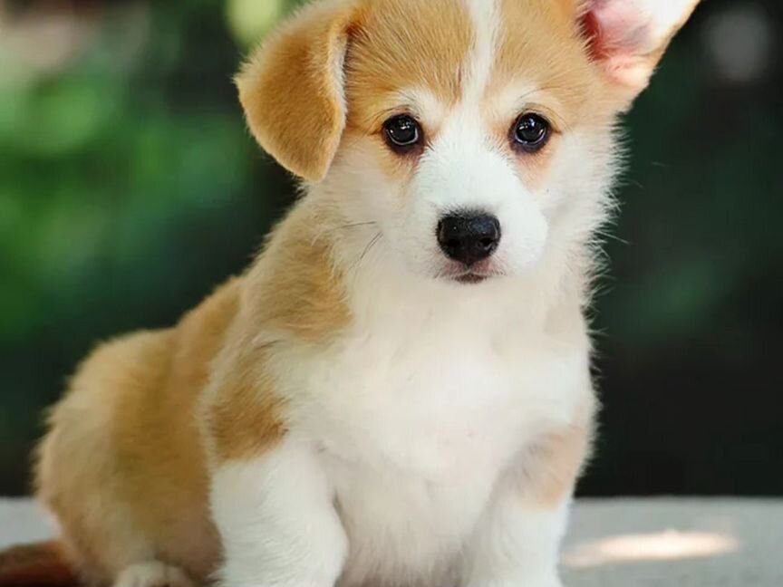 Вельш-корги щенки