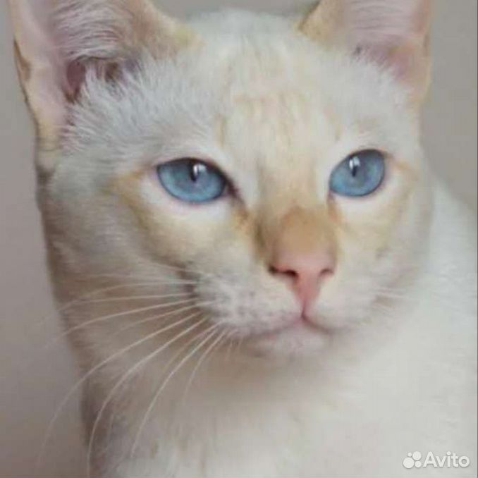 Тайская кошечка метис