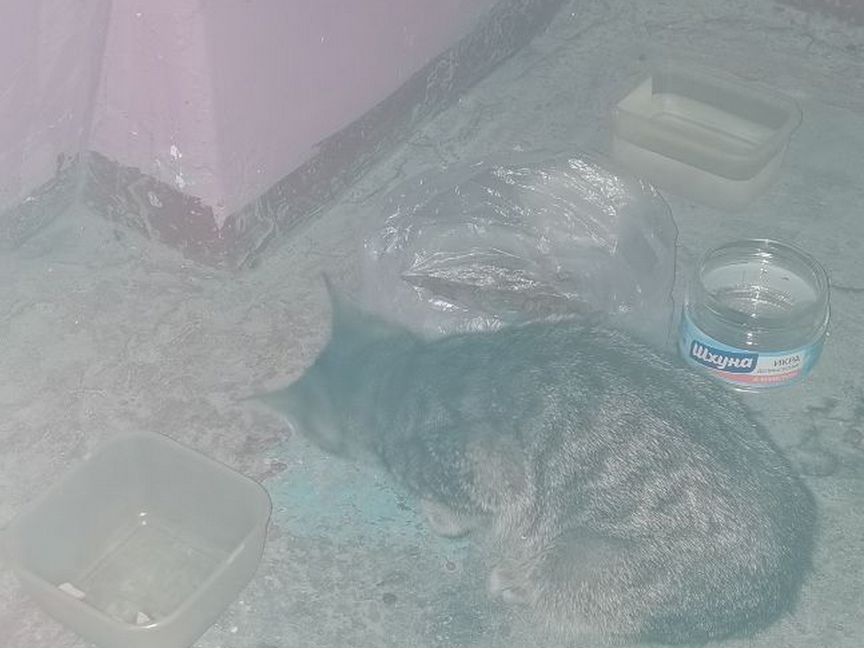 Котенок