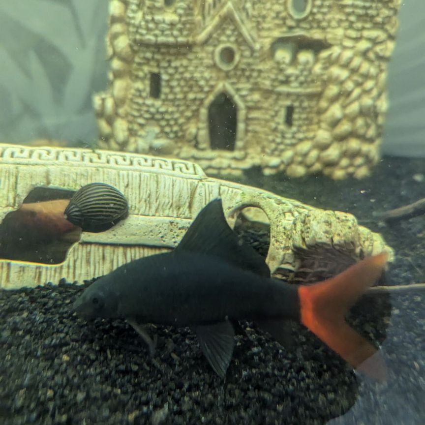 Лабео биколор (двухцветный)