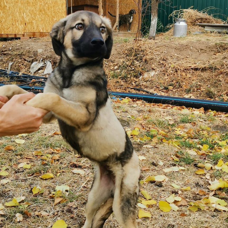 Щенулька Бондик ищет дом