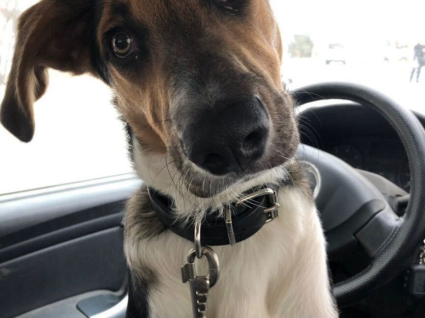 Собака в добрые руки