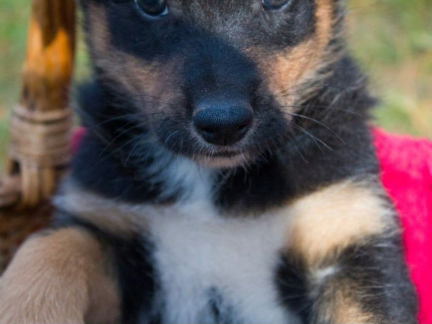 Щенки в добрые руки