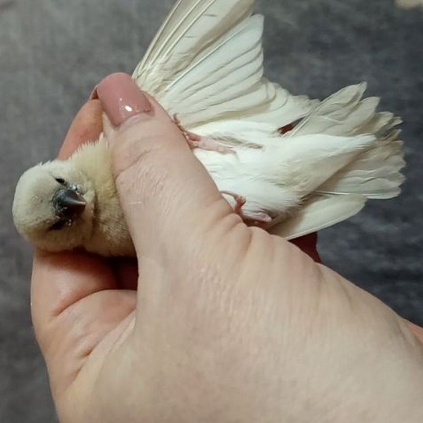 Амадина Гульда серебро