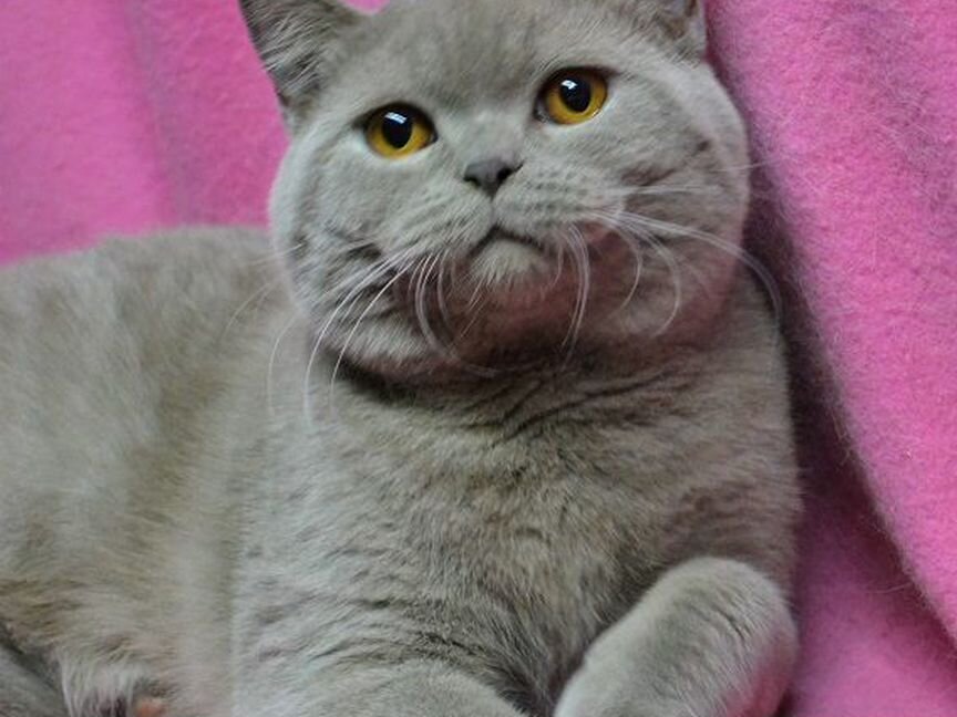 Британский чистокровный котик