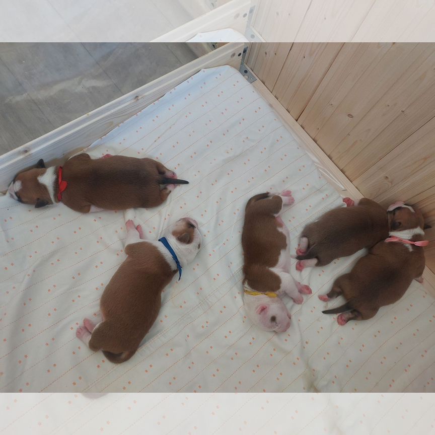 Щенки амстаффа